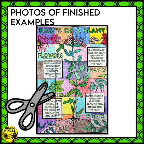 Parts of Plants Collaborative Poster Colouring Activity Living Systems ...