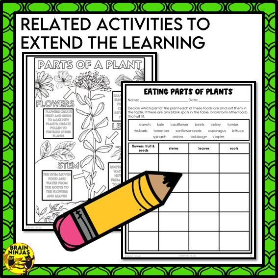 Parts of Plants Collaborative Poster Colouring Activity Living Systems ...