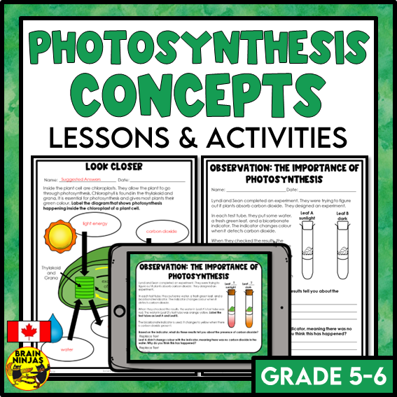 Photosynthesis and Its Importance Lessons and Activities | Paper and D ...