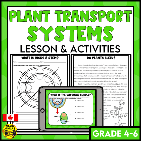 Plant Transport Systems Lesson and Activities | Xylem and Phloem | Dig ...